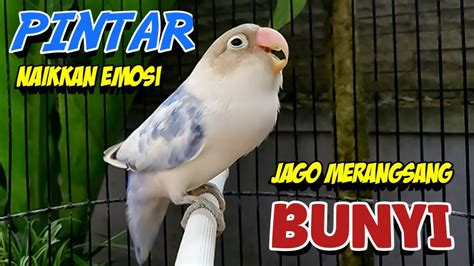 Suara Burung Lovebird Ngekek Panjang Super Mantab PINTAR NAIKKAN EMOSI