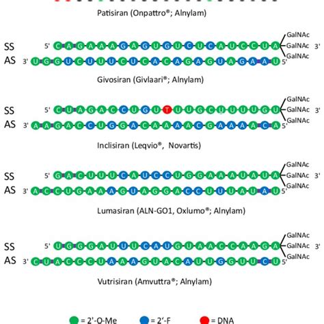Schematic Of Important Features And Parameters In The Small Interfering