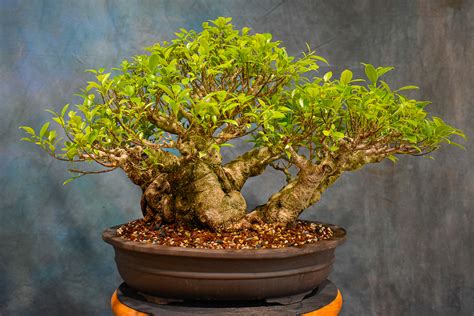 Ficus Microcarpa Tiger Bark One Of A Kind Bonsai Taiwan Import