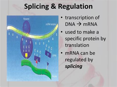 Ppt Regulation Of Gene Expression Powerpoint Presentation Free