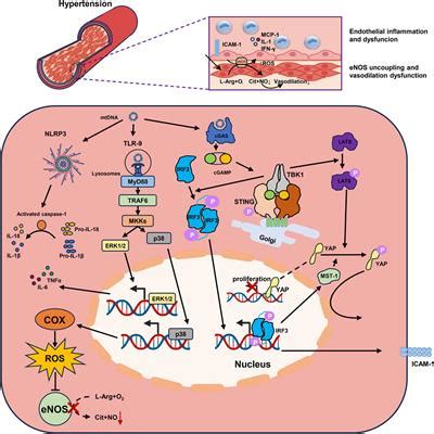 Frontiers Mitochondrial DNA Leakage Triggers Inflammation In Age
