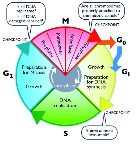 Cell Cycle And Checkpoints Worksheet