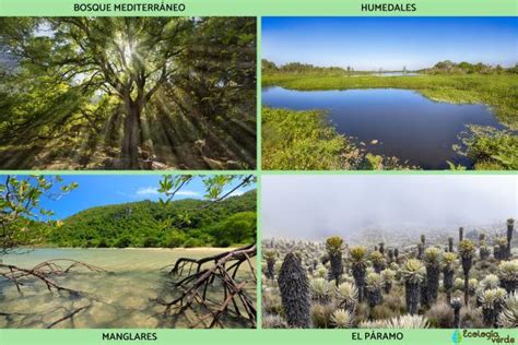 Diversidad de ecosistemas qué es y ejemplos Resumen