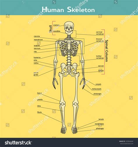 Illustration Of Skeletal System With Labels Human Skeleton Vector