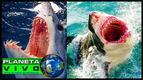 Los animales mas peligrosos del mundo los TIBURONES más letales del