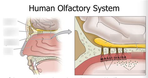 More Olfactory Stuff Diagram Quizlet