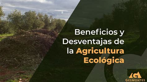 Las desventajas de la agricultura ecológica aspectos a considerar