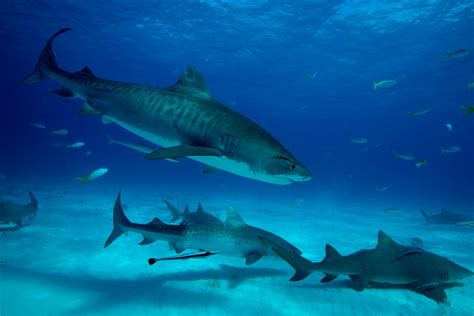 24 tiburones del Mediterráneo Nombres de especies y fotos
