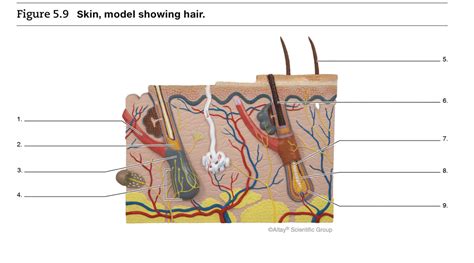 Lab Midterm Histology Diagram Quizlet