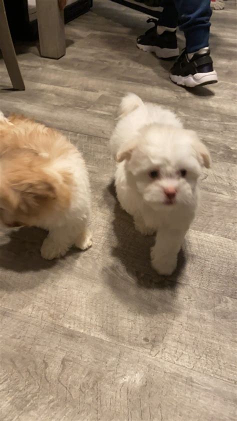 Bichon Frise Puppies For Sale Dracut MA 320817