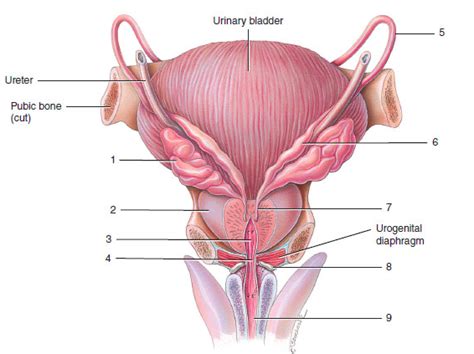 Male Reproductive Organs And Accessory Sex Glands Diagram Quizlet