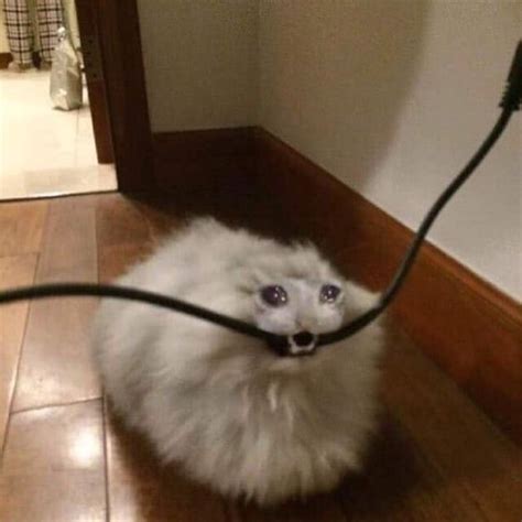 Создать мем котики мемные кот кот кусает провод Картинки Meme