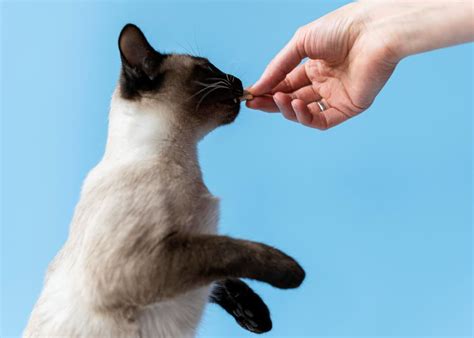 Por Qué mi Gato me Lame y Luego me Muerde Conducta y Significados