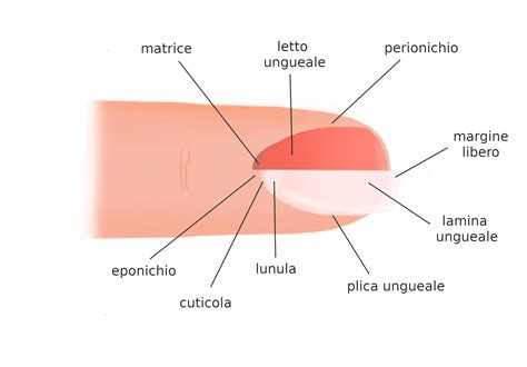 Come Sono Fatti Gli Smalti Per Unghie Cosmetimag