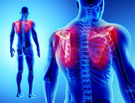 3D Illustration Of Scapula Medical Concept Stock Image Colourbox