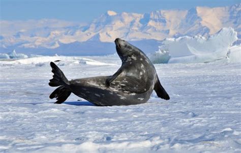 7 February 2012 Weddell Seal Flippers Polartrec