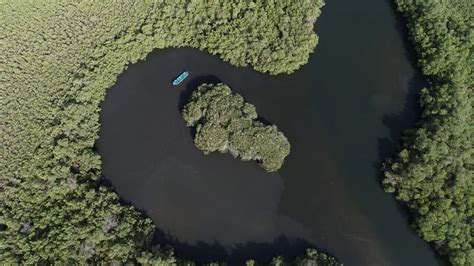 La Vie Secr Te Des Mangroves S N Gal Les Pieds Dans Le Sel