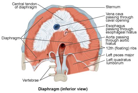 Axial Muscles Of The Abdominal Wall And Thorax 2023