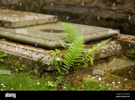 Ferns Growing By A Grave Stock Photo Alamy