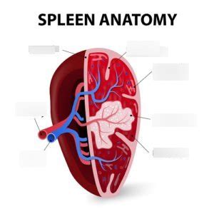 Histology Of The Lymphatics Spleen Diagram Quizlet