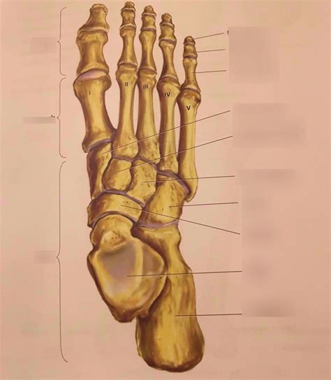 Tarsals Metatarsals And Phalanges Diagram Quizlet