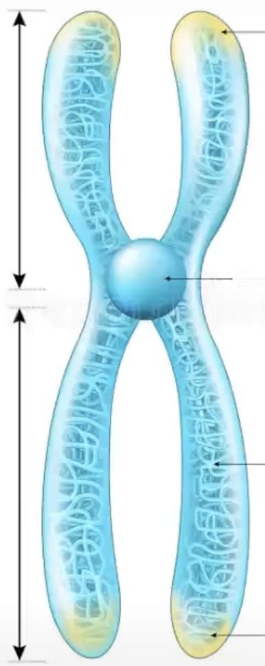 Chapter Vocabulary Mitosis And Meiosis Diagram Quizlet