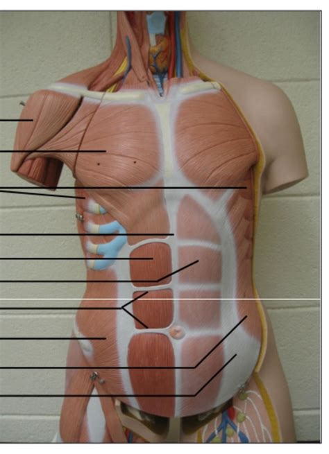 Muscles Of The Trunk Lab Midterm Diagram Quizlet