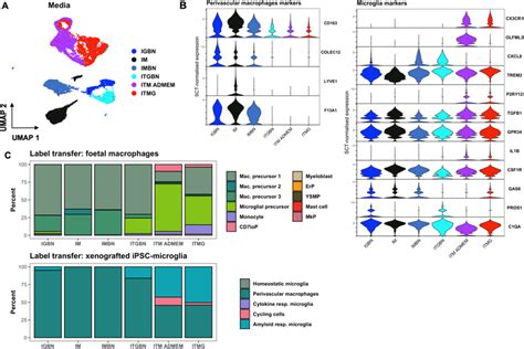 Single cell RNA seq confirms that TGF β1 promotes microglial identity