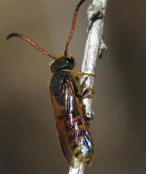Sapyga Angustata BugGuide Net