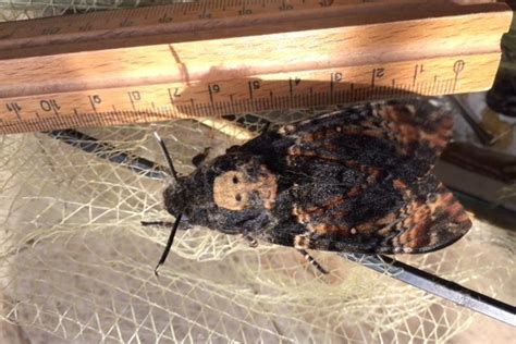 Insolite un papillon sphinx à tête de mort repéré près de Fougères