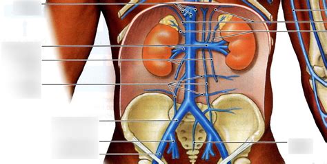 Major Veins Of The Abdomen Diagram Quizlet
