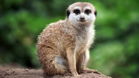 Surricate Meerkats Standing Windows Spotlight Images