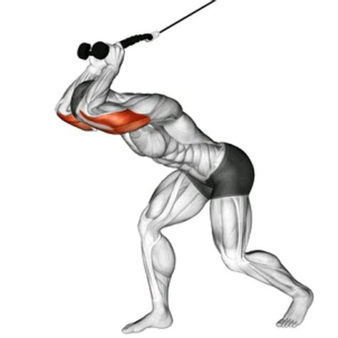 Overhead Tricep Cable Extension By Malte Flammild Exercise How To