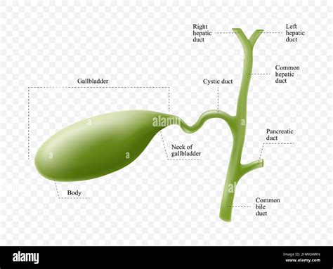 Anatomie de la vésicule biliaire avec description des parties