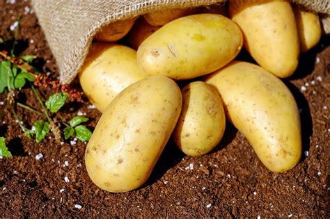 Los 10 Beneficios De La Patata Monti