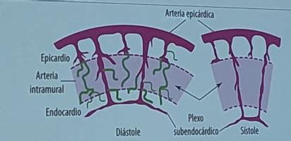 Fichas De Aprendizaje Fisiologia De La Circulacion Coronaria Flujo
