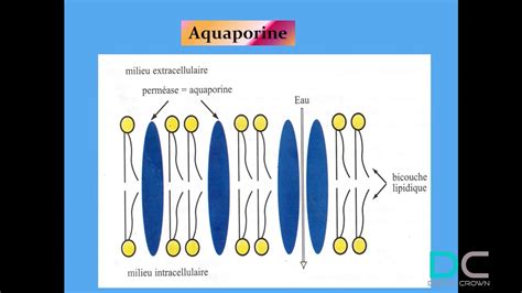 La Membrane Plasmique Fonction YouTube