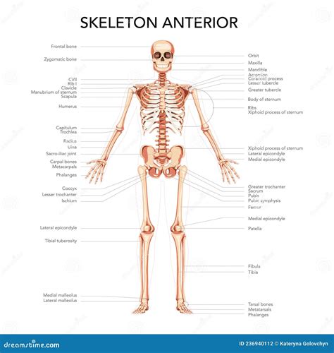 Skeleton Human Diagram Front Anterior View With Main Parts Labeled