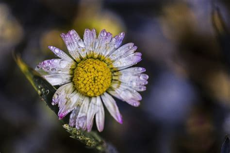 Flower Petals Dew Free Photo On Pixabay Pixabay