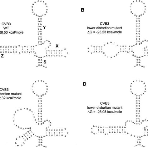 m fold structure predictions predicted rna secondary structures for download scientific