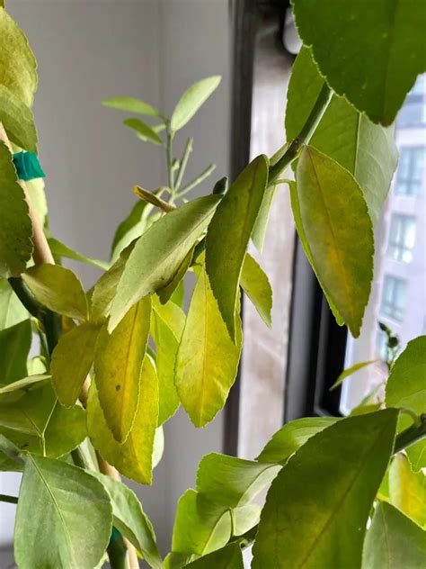 Comment entretenir un citronnier en pot 5 erreurs à éviter
