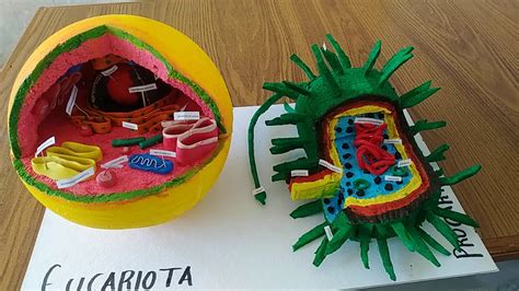 Como Hacer Una Maqueta De La Celula Eucariota Y Procariota Compartir