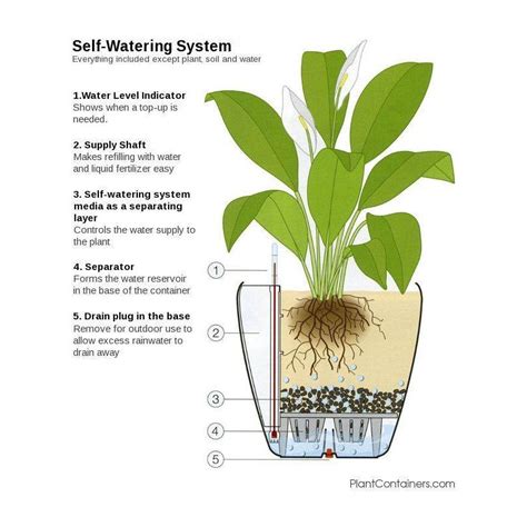 Strelitzia Nicolai In Watergevende Pot Snel En Eenvoudig Online Bestellen
