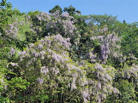 習志野藤崎森林公園の自生の藤が満開に 見頃は5月下旬まで 習志野経済新聞