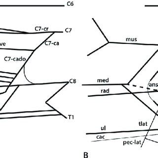 Schematic Illustrations Of The Brachial Plexus Branching Patterns In