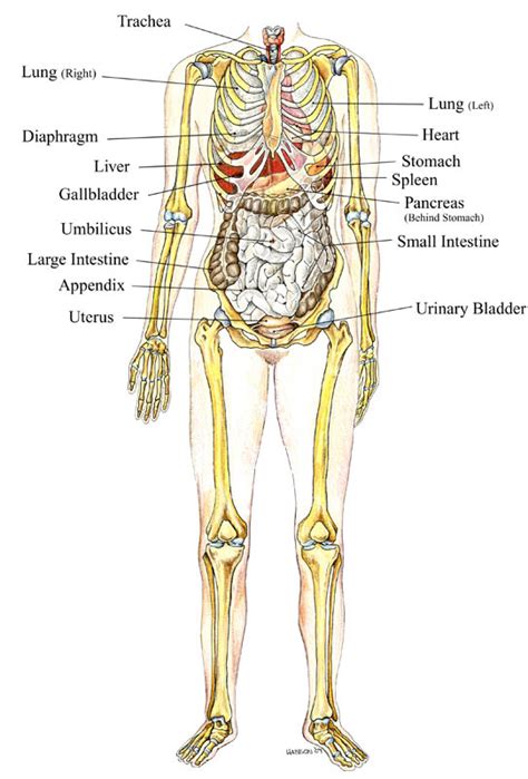 Diagram Of Human Organs D And Skeleton Anatomy Diagrams The Best Porn