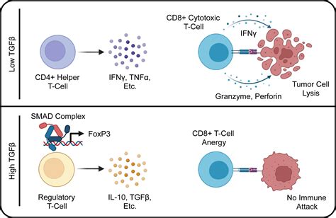 The difficulty in translating the preclinical success of combined TGFβ