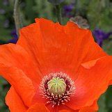 Papaver Somniferum Orange Chiffon Papaver Orange Chiffon Orange