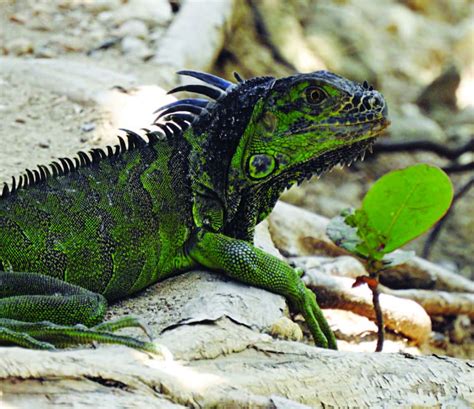 Controlar Las Especies Invasoras Es Urgente