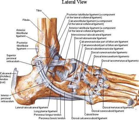Human Anatomy Lateral View Anatomy Foot Ankle Medial Lateral Human